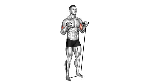 Band Standing Reverse Curl Ultimate Guide And Tips