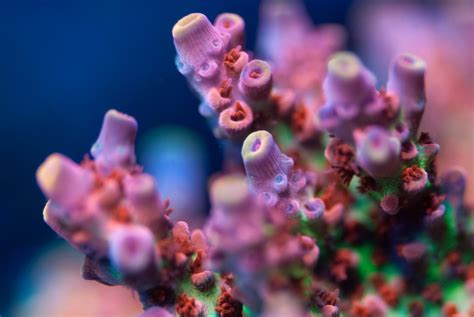 Cornbred Maleficent Acro Show Off Progression Thread~~~~~~~ Page 7