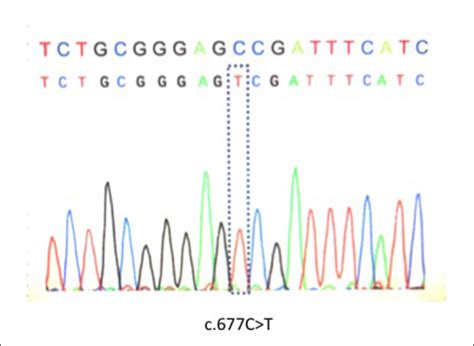FIGURE Genetic Analysis Identified Homozygous CCCCT Polymorphism In The Download Scientific