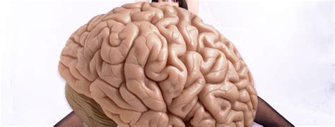 This Is Your Brain On Sex Intimate Arts Center