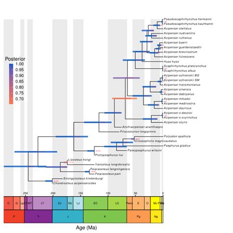 Fossils Of Acipenseriformes Used In Dating Of The Acipenseridae Phylogeny Download Scientific