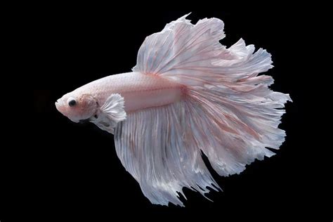 Pez Betta Splendens Para【 Novatos Y Coleccionistas