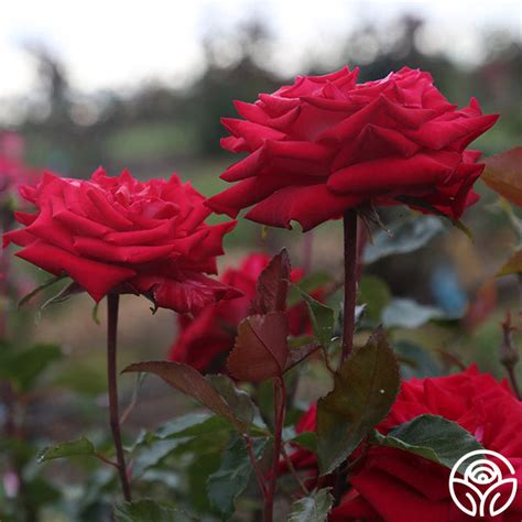 Fire N Ice Roses