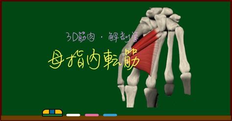 母指内転筋母指球筋イラスト図解でわかりやすい筋肉解剖学作用と起始停止