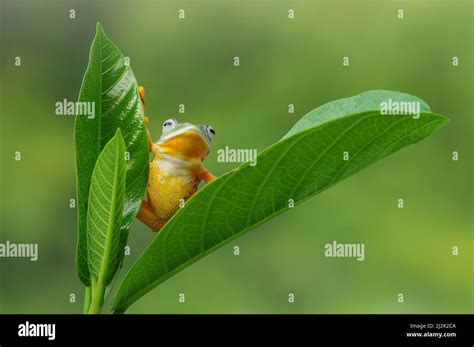 Tree Frog Sitting On A Leaf Indonesia Stock Photo Alamy