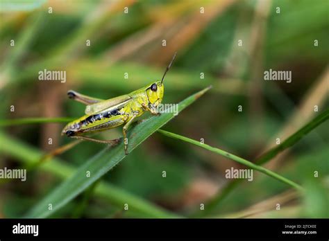 Macro Photo Of Meadow Grasshopper Posing On A Blade Of Grass