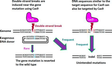 A Breakthrough In Genome Editing How NICER Outperforms CRISPR Cas9