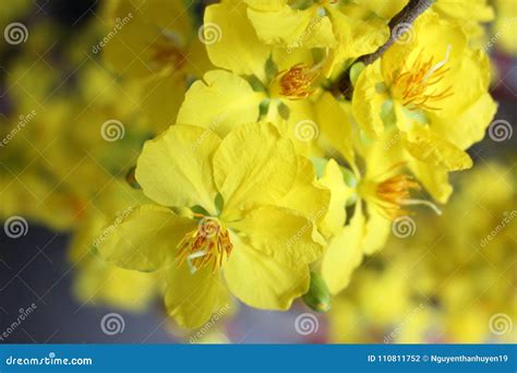 Fleur Jaune Dabricot Photo Stock Image Du Lumière 110811752