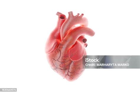 인간의 심장은 흰색 배경 해부학에 고립되어 있습니다 건강 관리 의학 생물학의 개념 3d 렌더링 3d 일러스트레이션 복사 공간 포토리얼리즘 건강관리와 의술에 대한 스톡 사진