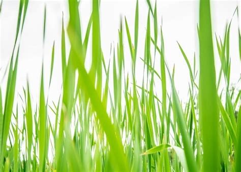 Купить земельный участок под ИЖС в Екатеринбурге продажа земли от собственника Земля 96