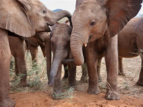When Elephant Moms Need Help Nannies Step In National Geographic