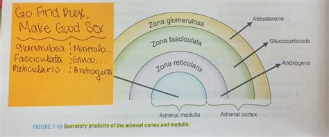 Internal Medicine Internal Medicine