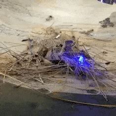 High Quality Adjustable Focus Long Range Laser Pointer Toinsho