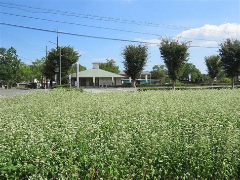 白そばの花 そめ花 ぶらり散策の記