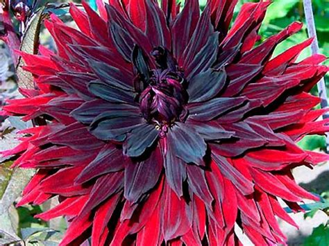 Купить клубни георгинов из питомника "КСП" – доставка почтой, СДЭК