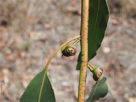 Eucalyptus Viminalis Ssp Viminalis