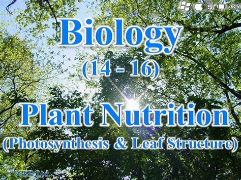 Bio4 1 Photosynthesis And Leaf Structure Teaching Resources