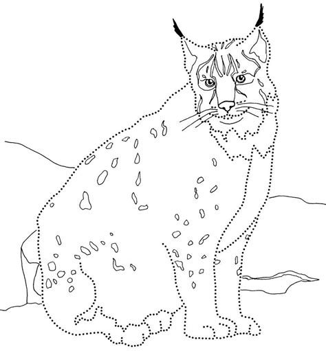 Взрослая рысь раскраска распечатать бесплатно или скачать