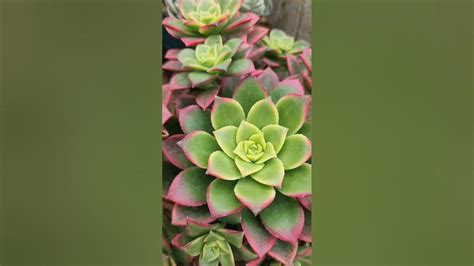 김호중 송가인 당신을만나 다육이 키핑장 Succulents 다육이는써니 블루빈스 까라솔 Shorts Youtube
