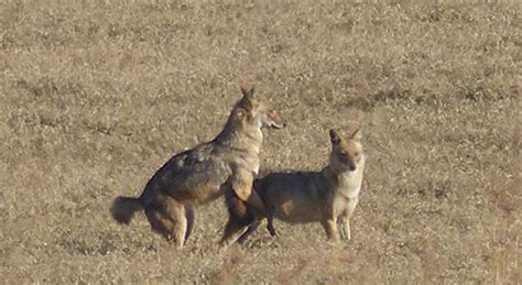 Coyote Mating Season AAAC Wildlife Removal