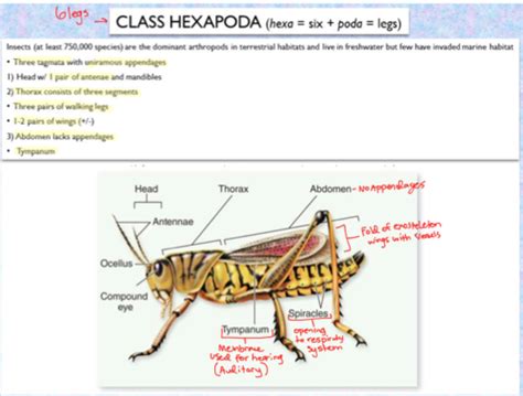 Biology The Ecdysozoans Sheet 21 Flashcards Quizlet