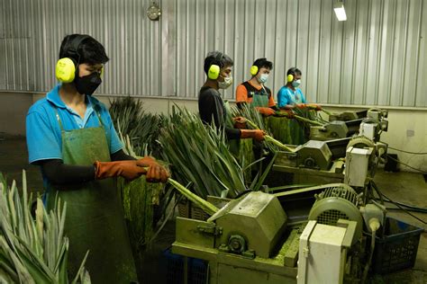 Pineapple Leaf Fiber Extraction Machine At Stephanie Goddard Blog