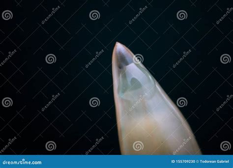 Toxocara Canis Second Stage Larvae Hatch From Eggs Stock Image 113443429