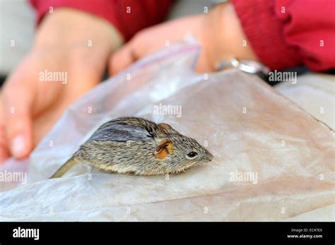 Four Striped Grass Mouse With Ear Tag Goegap Nature Reserve South