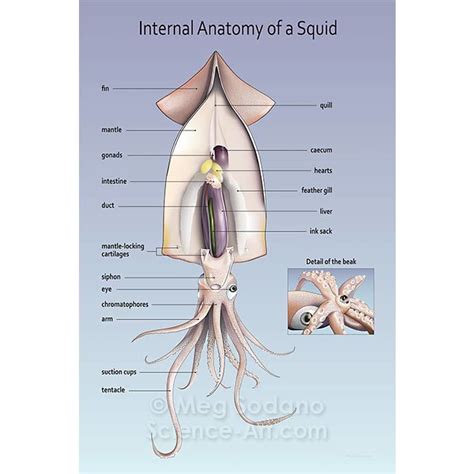 Squid Diagram Squid Dissection