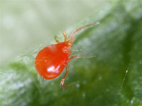 Persimilis Bugs For Bugs