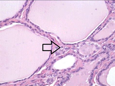 Past BCT Lab Quizzes Flashcards Quizlet