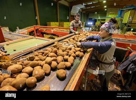 Potato Harvesting Agricultural Workers Sorting Potatoes Employees