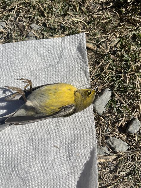 This Poor Guy Slammed Into My Windshield Anything I Can Do Nc
