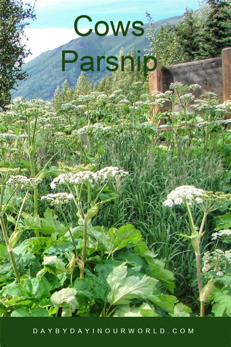 Cows Parsnip ~ Alaskas Poison Ivy Day By Day In Our World