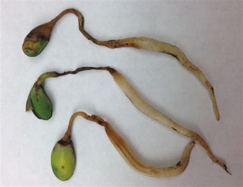 Seedling Diseases Of Soybean Crop Science Us