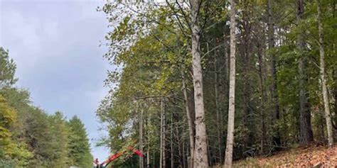 How Do Trees Prevent Erosion In Hickory NC A Brief Guide