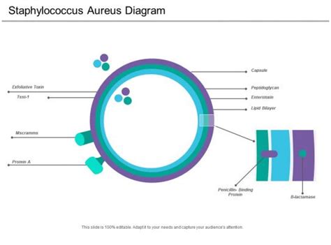 Staphylococcus Aureus Diagram Powerpoint Slide Presentation Sample