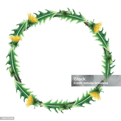 민들레 꽃의 수채화 화환입니다 흰색 고립된 배경에 있는 손으로 그리는 클립아트 식물 초원 그림 디자이너 장식 엽서 포장지 스크랩북 표지 초대장 웨딩 디자인 포스터 및 섬유