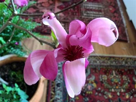 Pussy Willow Flower — Made Just For U