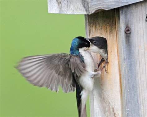 Nestwatch Nest Box Placement Nestwatch