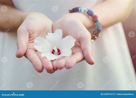 女孩手掌上握着一朵白花 温柔女性贞洁的象征 手紧握着花 库存图片 图片 包括有 开放 节假日 230997213