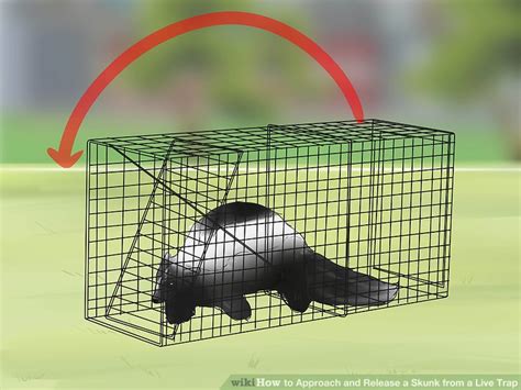 How Do I Release A Skunk From A Live Trap Detroit Chinatown