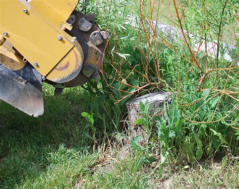 4 Best Options For Tree Stump Removal