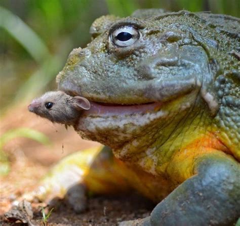 🔥 Bullfrog Eating Mouse🔥 African Bullfrog Frog Bullfrog