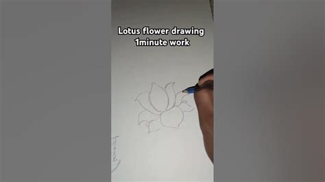 Lotus Flower Drawing Pencildrawing 1minutes Work Easy Drawing නෙලුම් මලක් ලේසියෙන්ම අදිමු