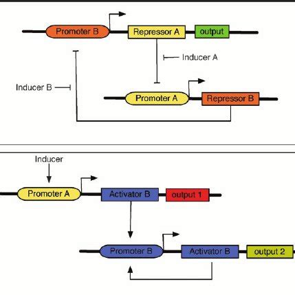 Full Article Synthetic Biology Exploring And Exploiting Genetic Modularity Through The Design