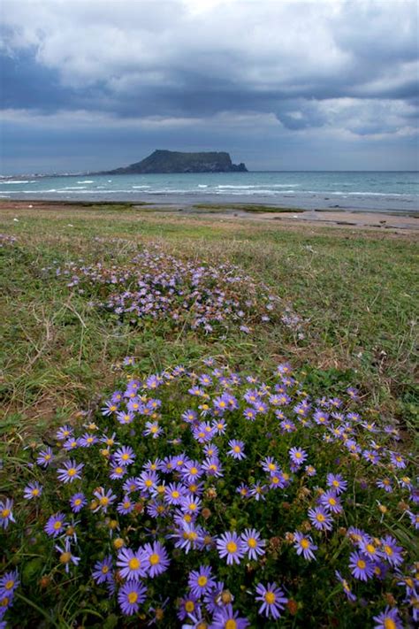 보라색 야생화와 섬 전망이 있는 해안 풍경 · 무료 스톡 사진