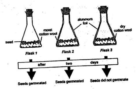 Kuulchat Bece Science 2021