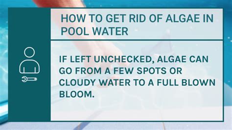 Algae In Pool How To Get Rid Of Algae In Pool Water