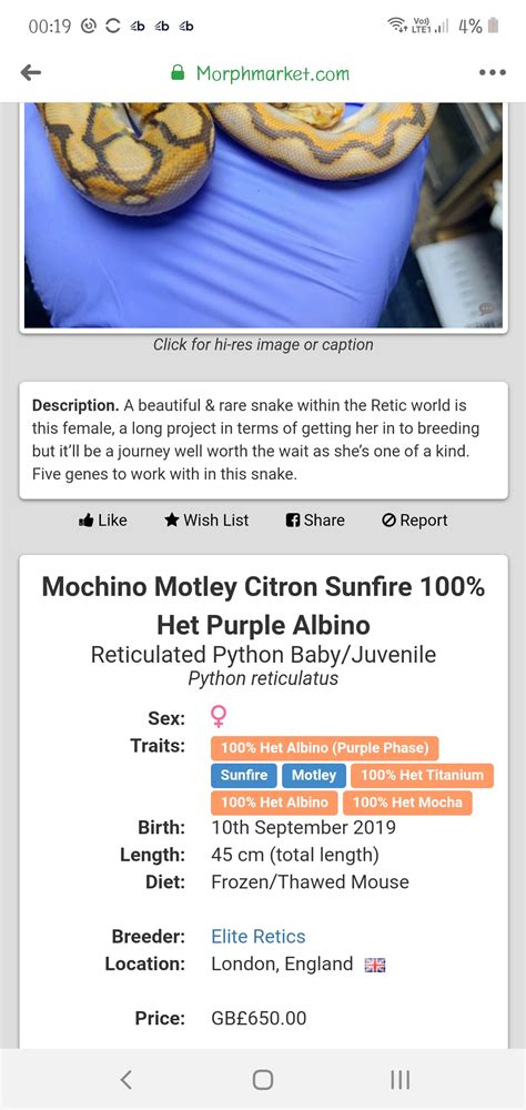 Reticulated Python Albinos Reticulated Pythons MorphMarket Reptile Community